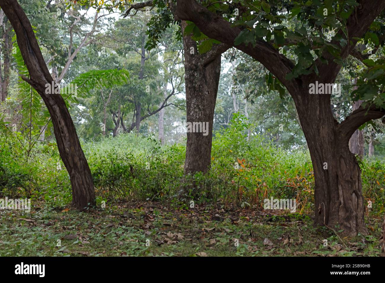 The Dry Diciduous Forest Of Nagarhole National Park Part Of The