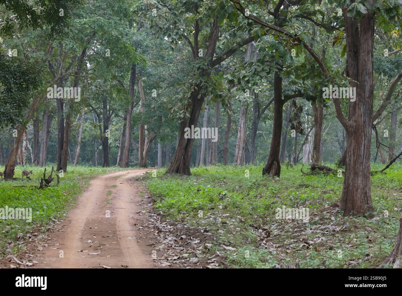 The dry diciduous forest of Nagarhole National Park, part of the ...