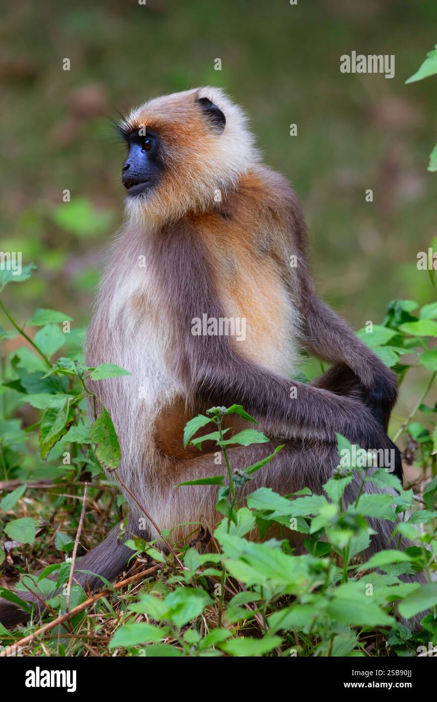 Black-faced Vervet monkies (Chlorocebus pygerythrus) in Nagarhole NP ...