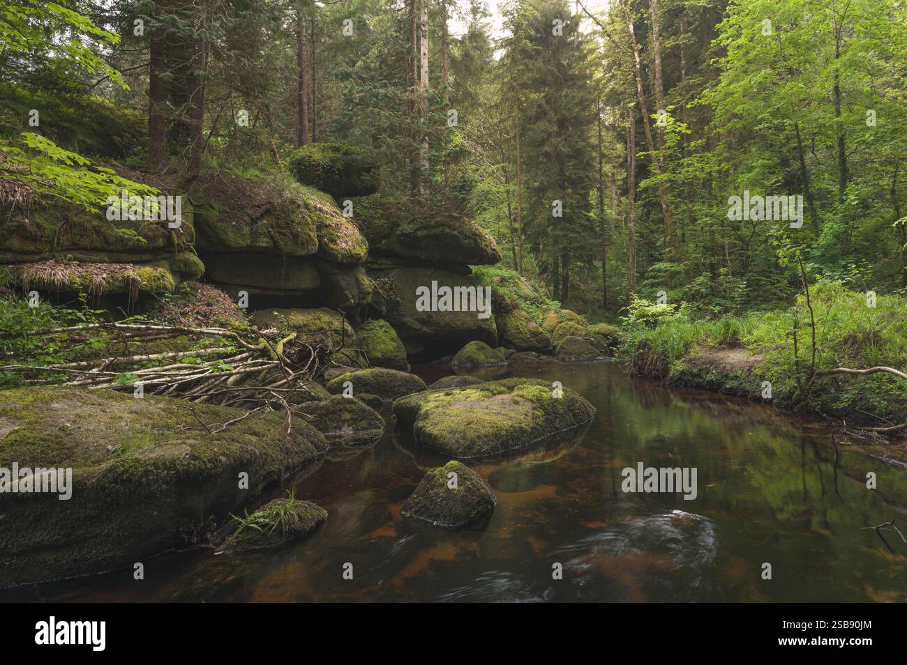 Mixed forest and river Stock Photo - Alamy