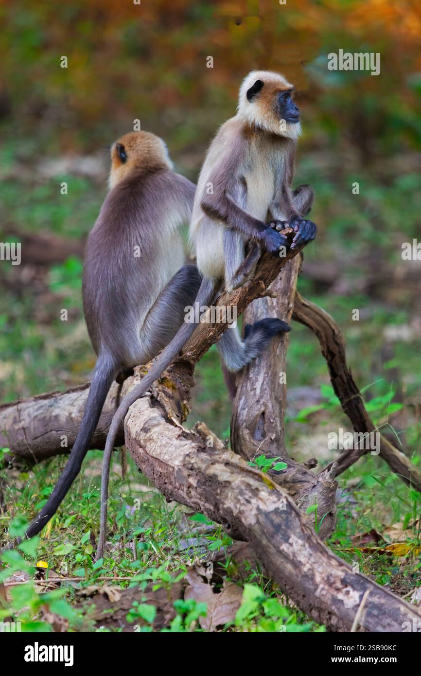 Black-faced Vervet monkies (Chlorocebus pygerythrus) in Nagarhole NP ...