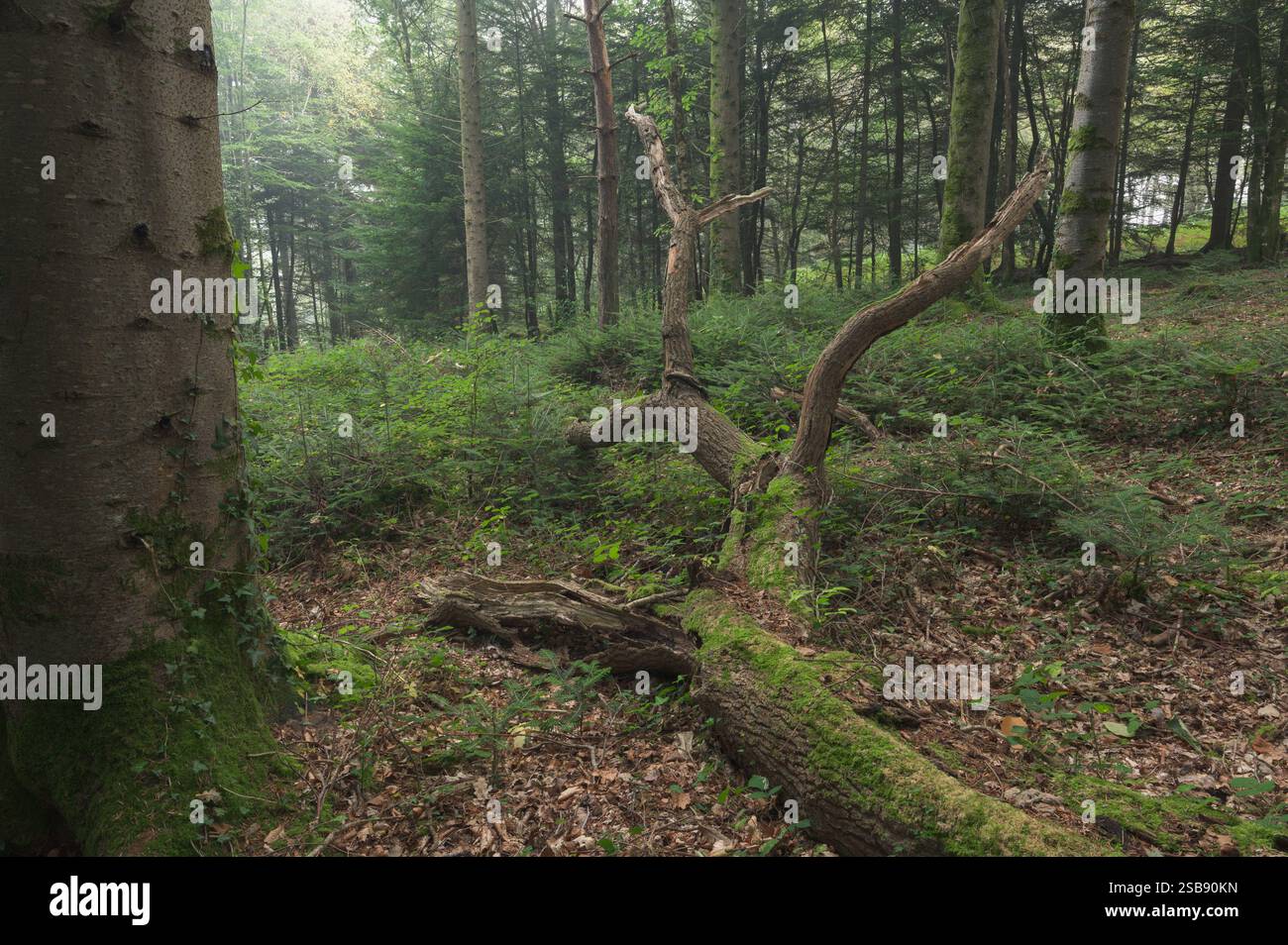 Storm damage in a forest landscape in Brittany-moss-broken trees Stock ...