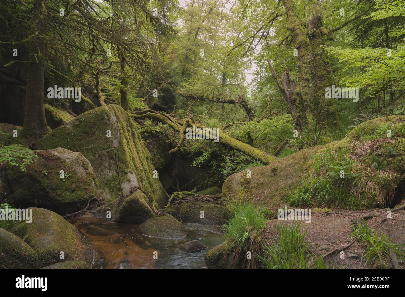 Storm damage in a forest landscape in Brittany-moss-rocks-rivers and ...
