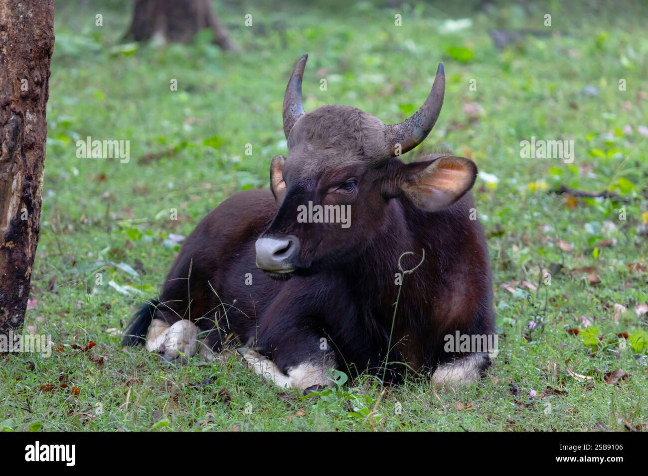 The Gaur (Bos gaurus) is the largest bovine in the world in Nagarhole ...