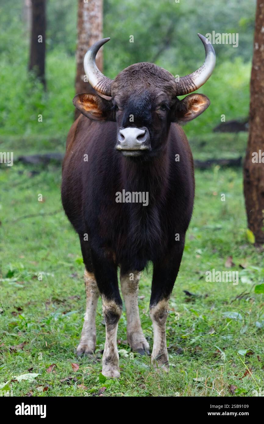 The Gaur (Bos gaurus) is the largest bovine in the world in Nagarhole ...