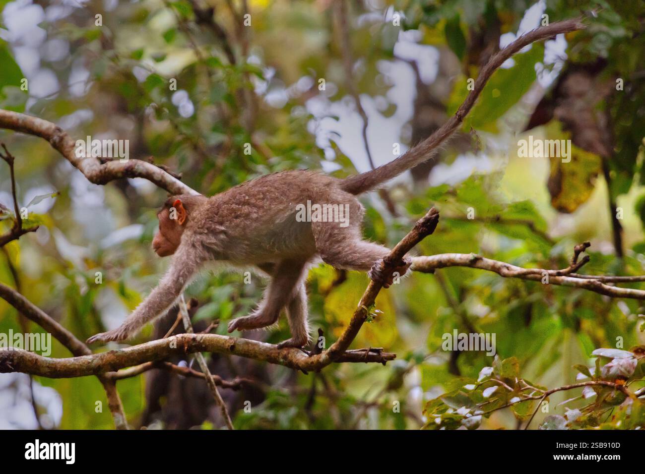A Bonnet Macaque (Macaca radiata) in Nagarhole National Park, part of ...