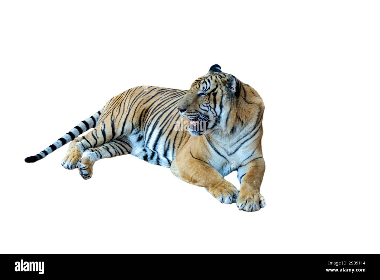 adult wild tiger lying isolated Stock Photo - Alamy