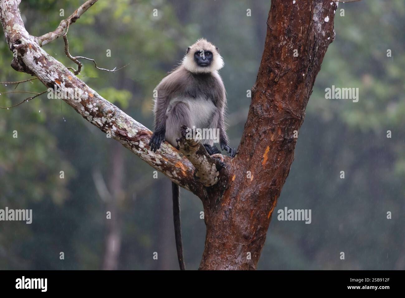 Black-faced Vervet monkies (Chlorocebus pygerythrus) in Nagarhole NP ...