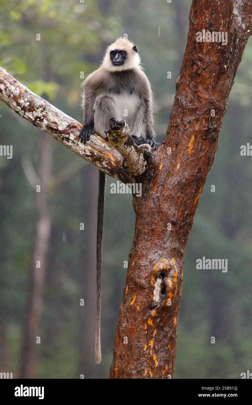 Black-faced Vervet monkies (Chlorocebus pygerythrus) in Nagarhole NP ...