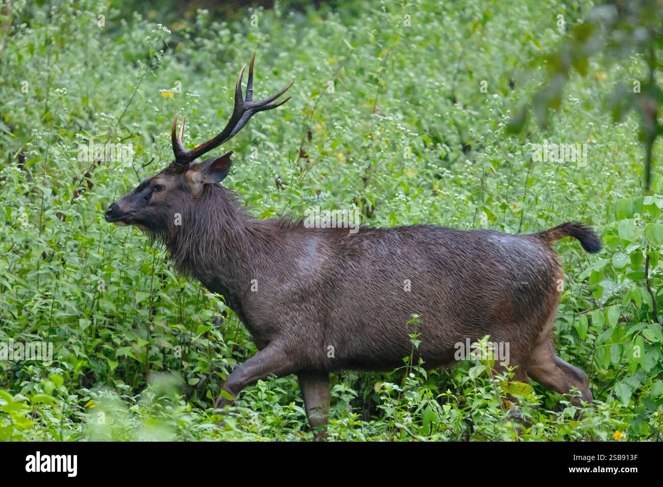Sambar Deer Buck (Rusa unicolor) in Nagarhole National Park, part of ...