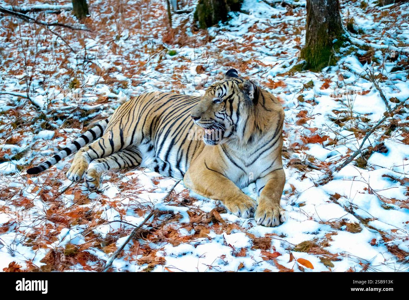 adult wild tiger lying isolated Stock Photo - Alamy