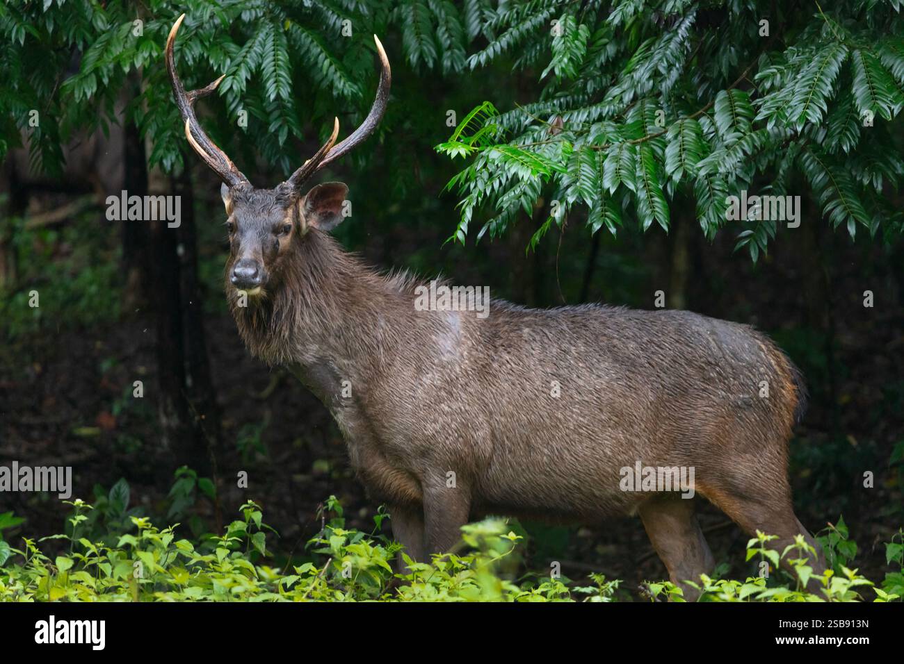 Sambar Deer Buck (Rusa unicolor) in Nagarhole National Park, part of ...