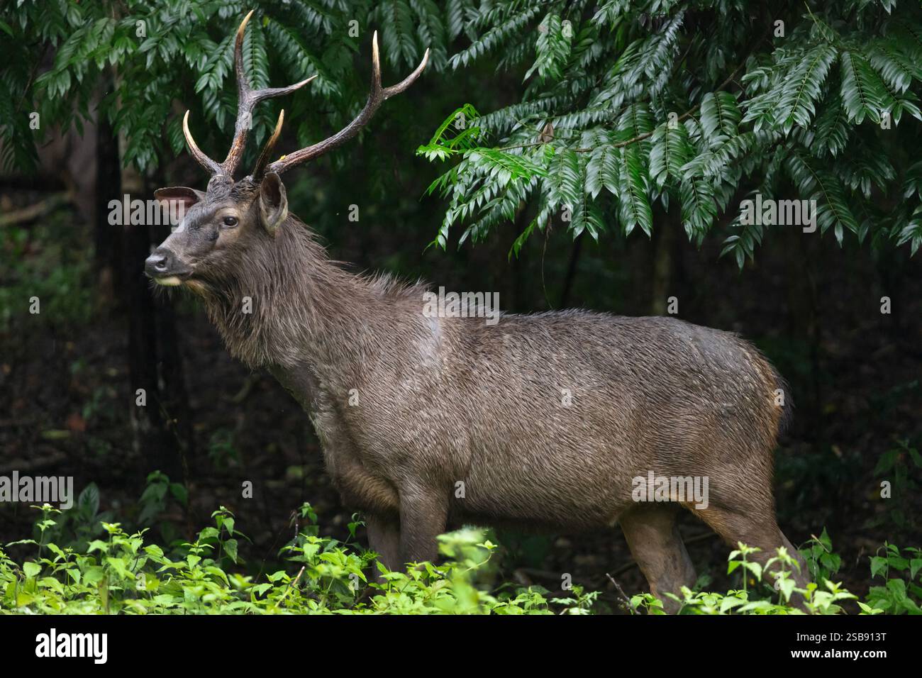 Sambar Deer Buck (Rusa unicolor) in Nagarhole National Park, part of ...