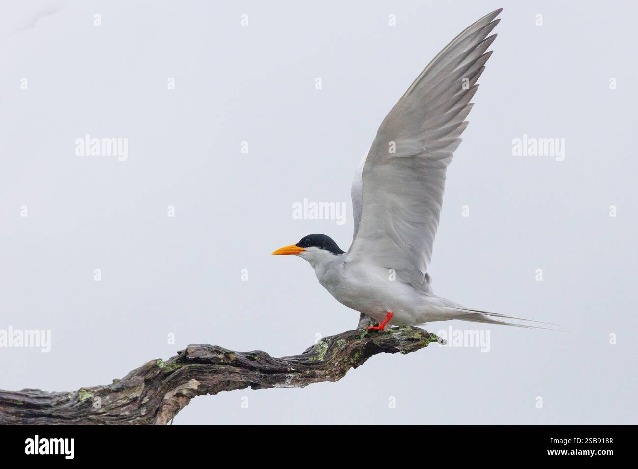 A River Tern at the Kabini Resevoir (Sterna aurantia) in Nagarhole NP ...