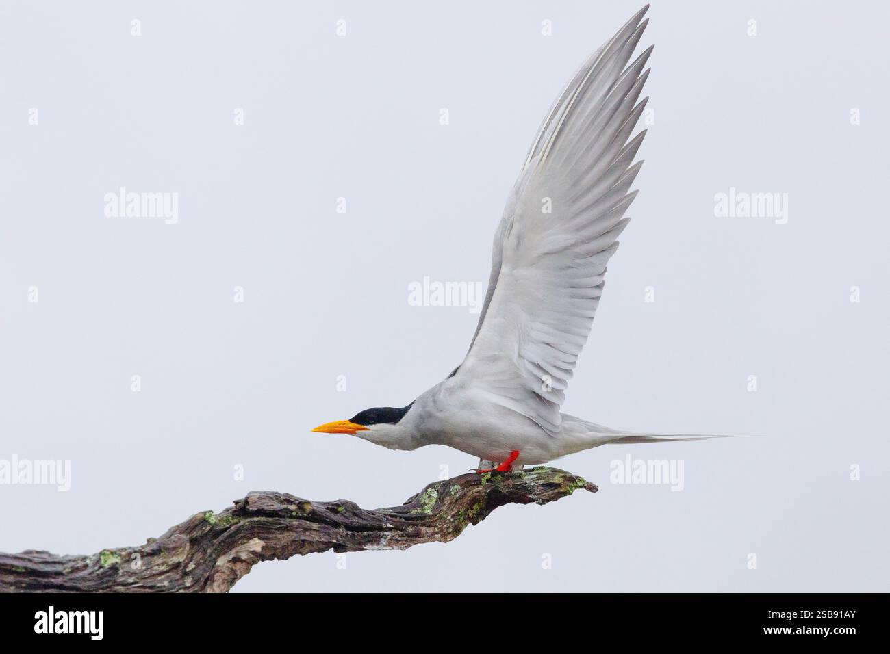 A River Tern at the Kabini Resevoir (Sterna aurantia) in Nagarhole NP ...