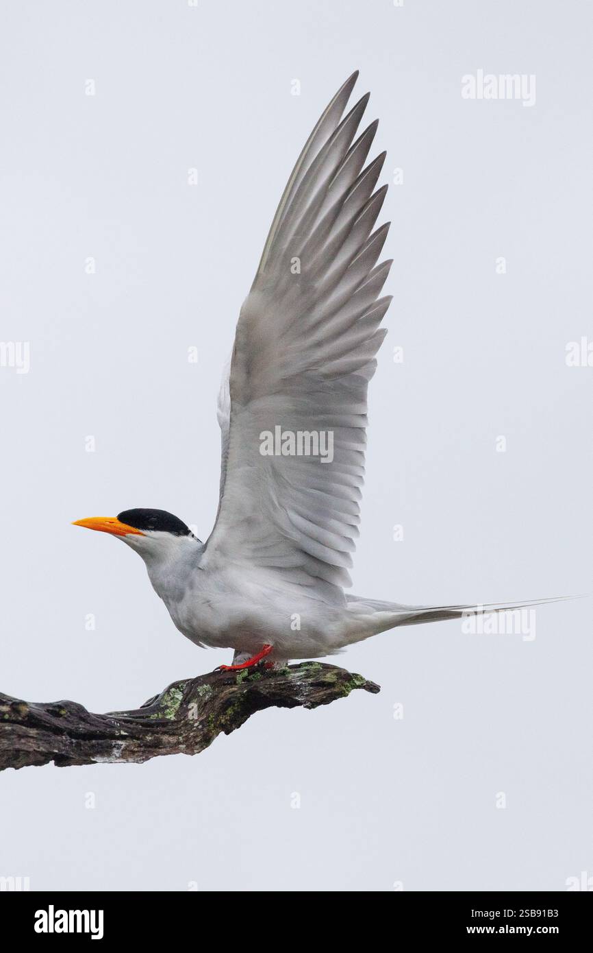 A River Tern at the Kabini Resevoir (Sterna aurantia) in Nagarhole NP ...
