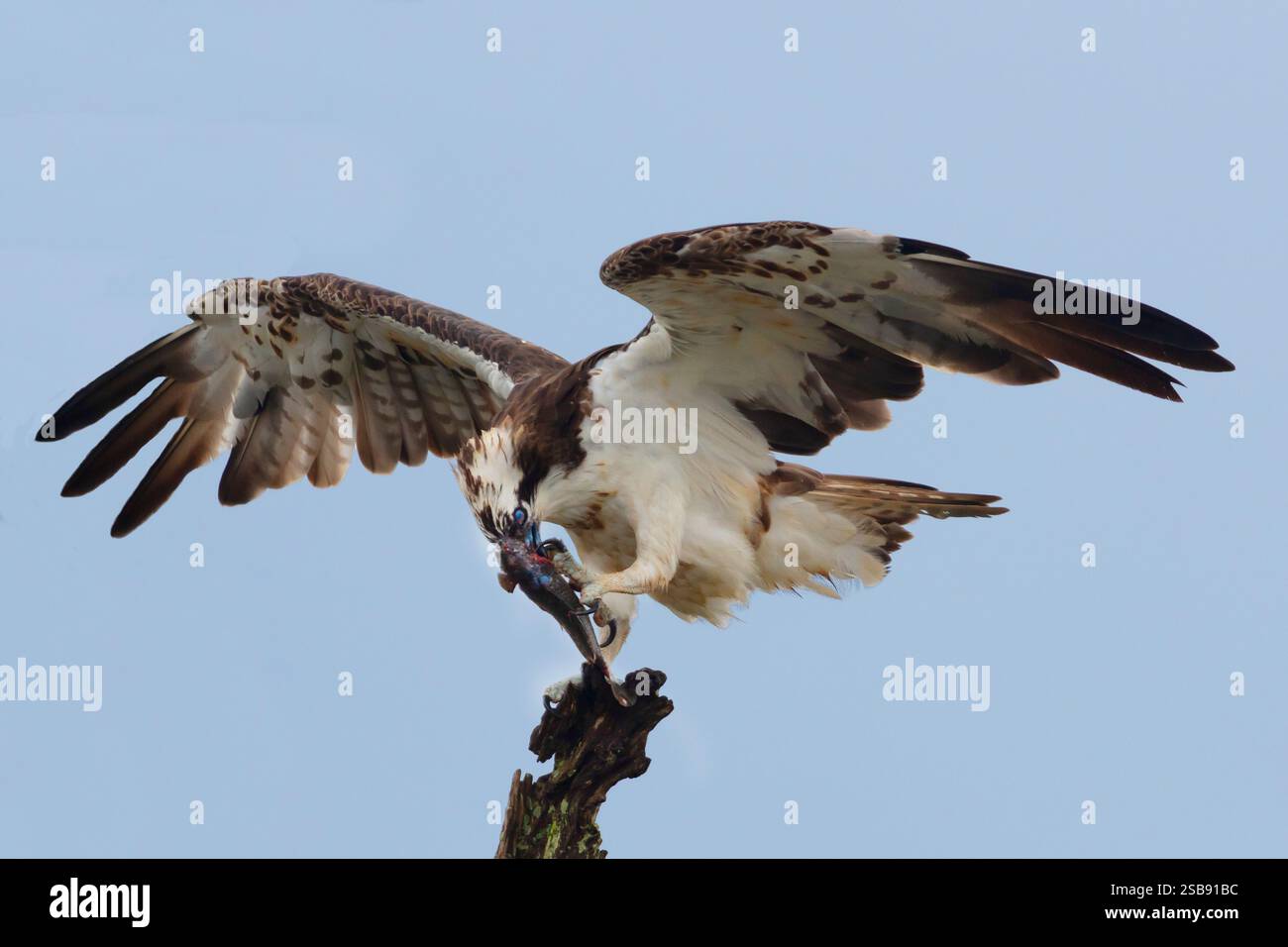 Osprey (Pandion haliaetus) in Nagar Hole lake in Nagarhole NP, part of ...