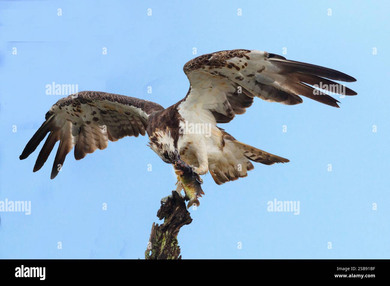 Osprey (Pandion haliaetus) in Nagar Hole lake in Nagarhole NP, part of ...
