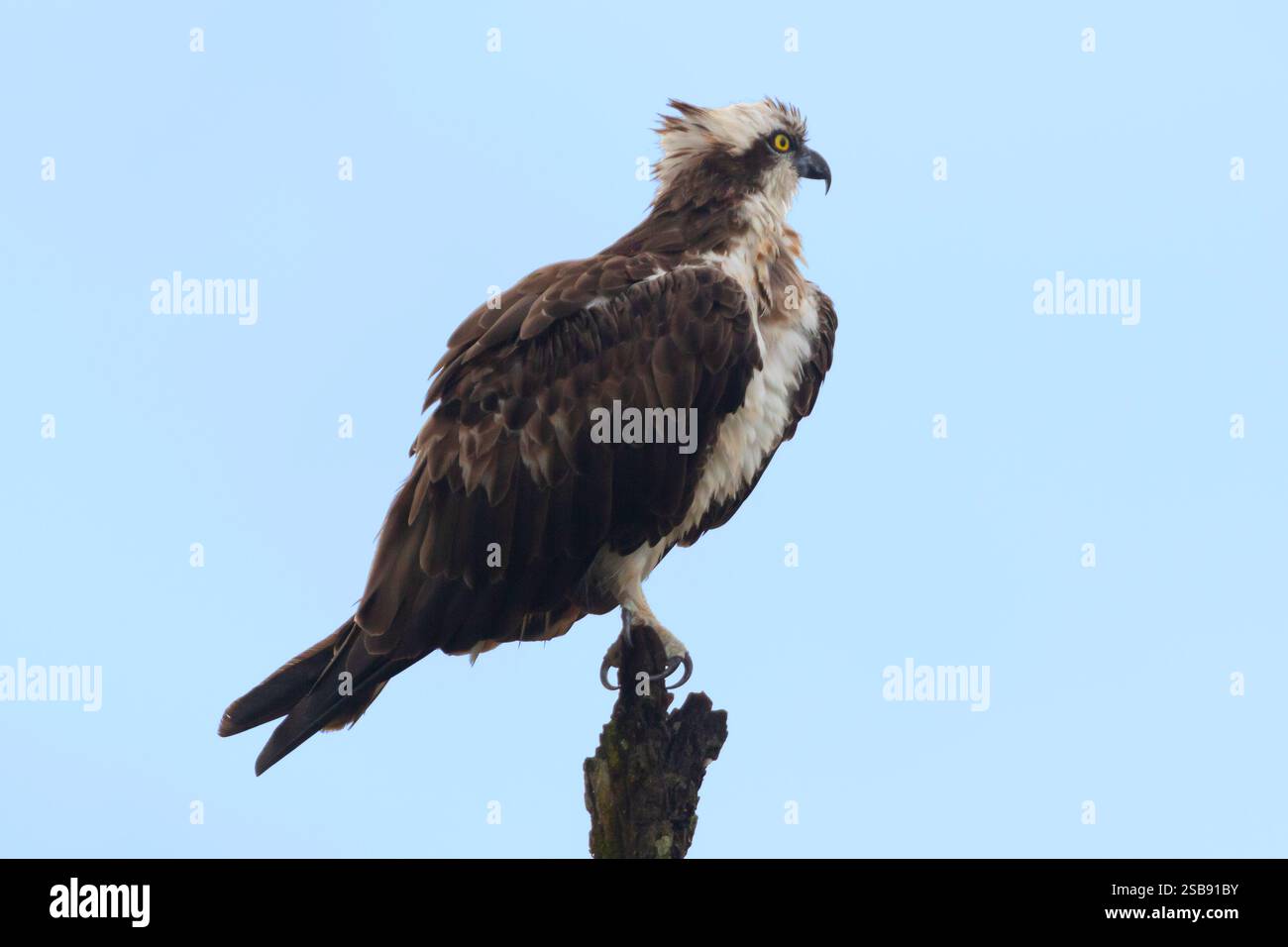 Osprey (Pandion haliaetus) in Nagar Hole lake in Nagarhole NP, part of ...