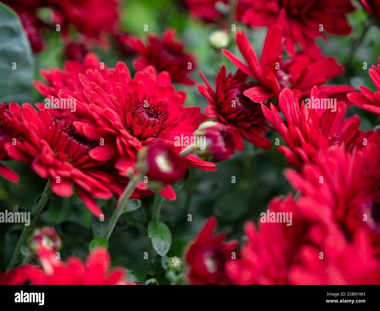 Chrysanthemum (dendranthema grandiflorum) red flowers with shallow ...