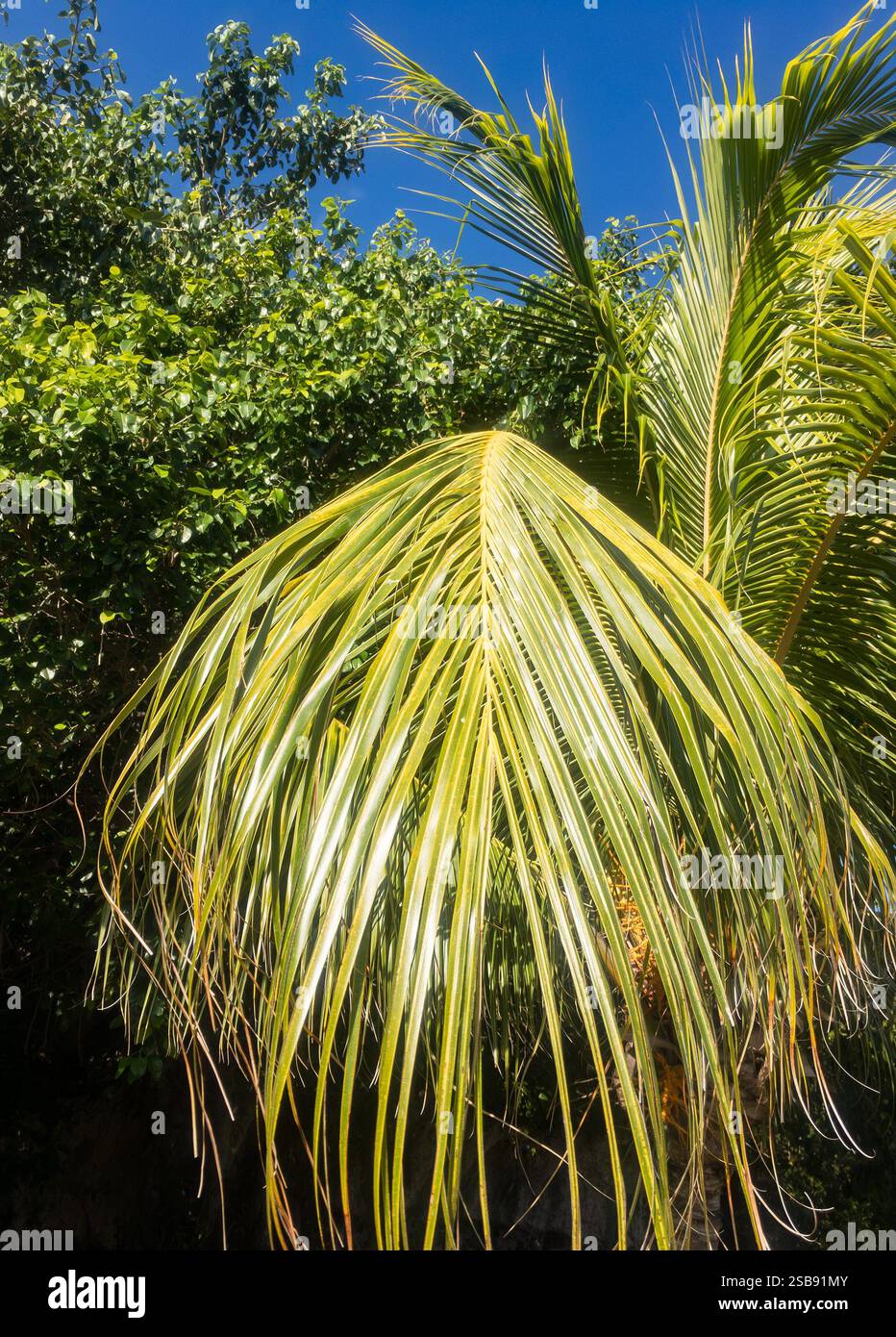 Coconut tree (Cocos nucifera) plant and its leaves, vertical image and ...