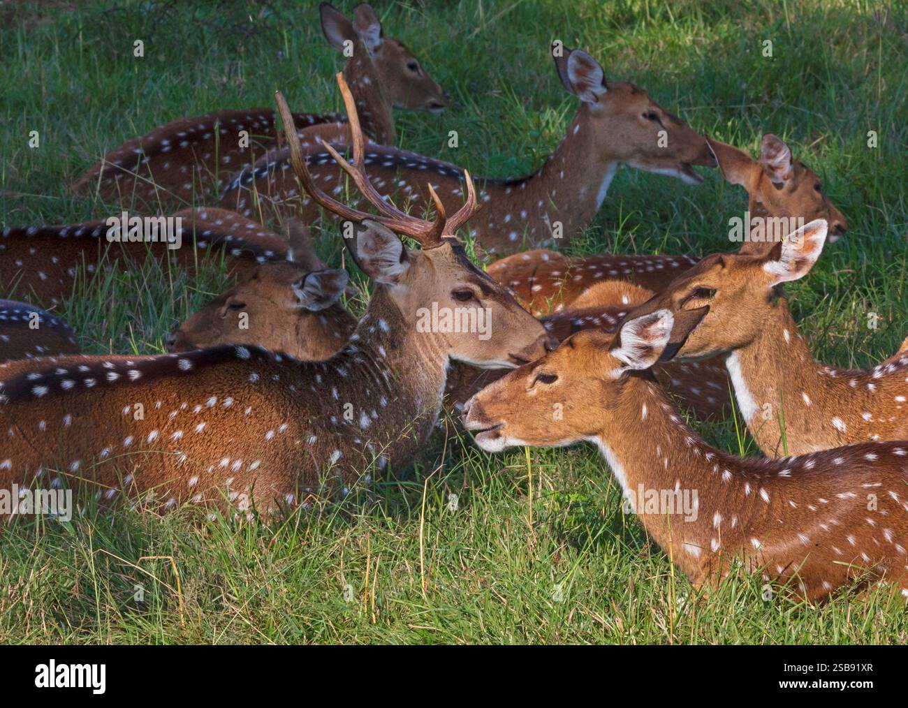 Chital or Spotted Deer (Axis axis) are plentiful in Bandipur National ...
