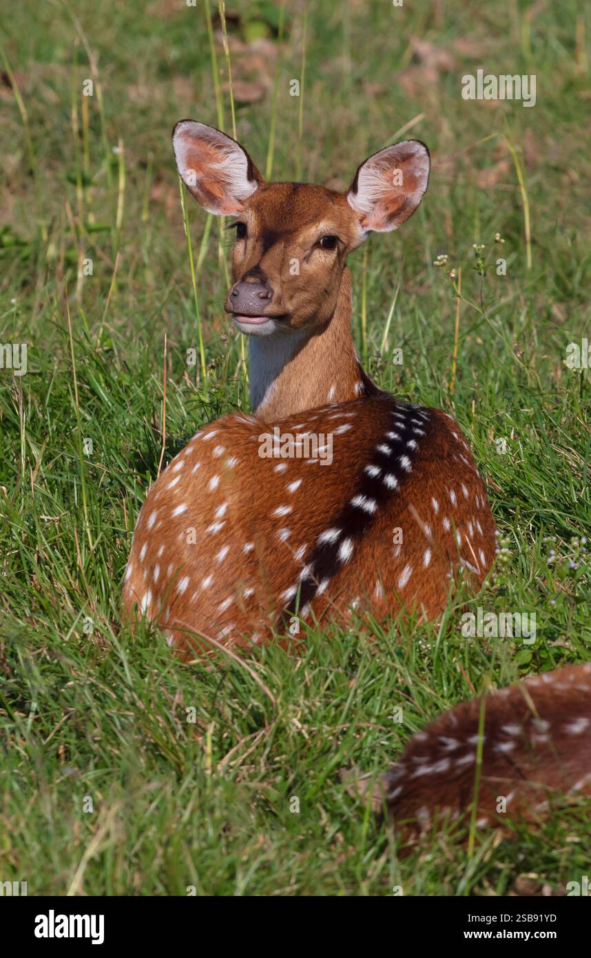 Chital or Spotted Deer (Axis axis) are plentiful in Bandipur National ...