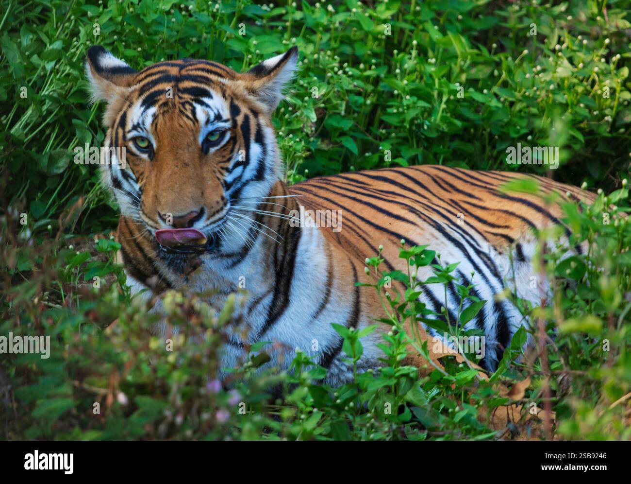 A three year old female Bengal Tiger (Panthera tigris tigris) in ...