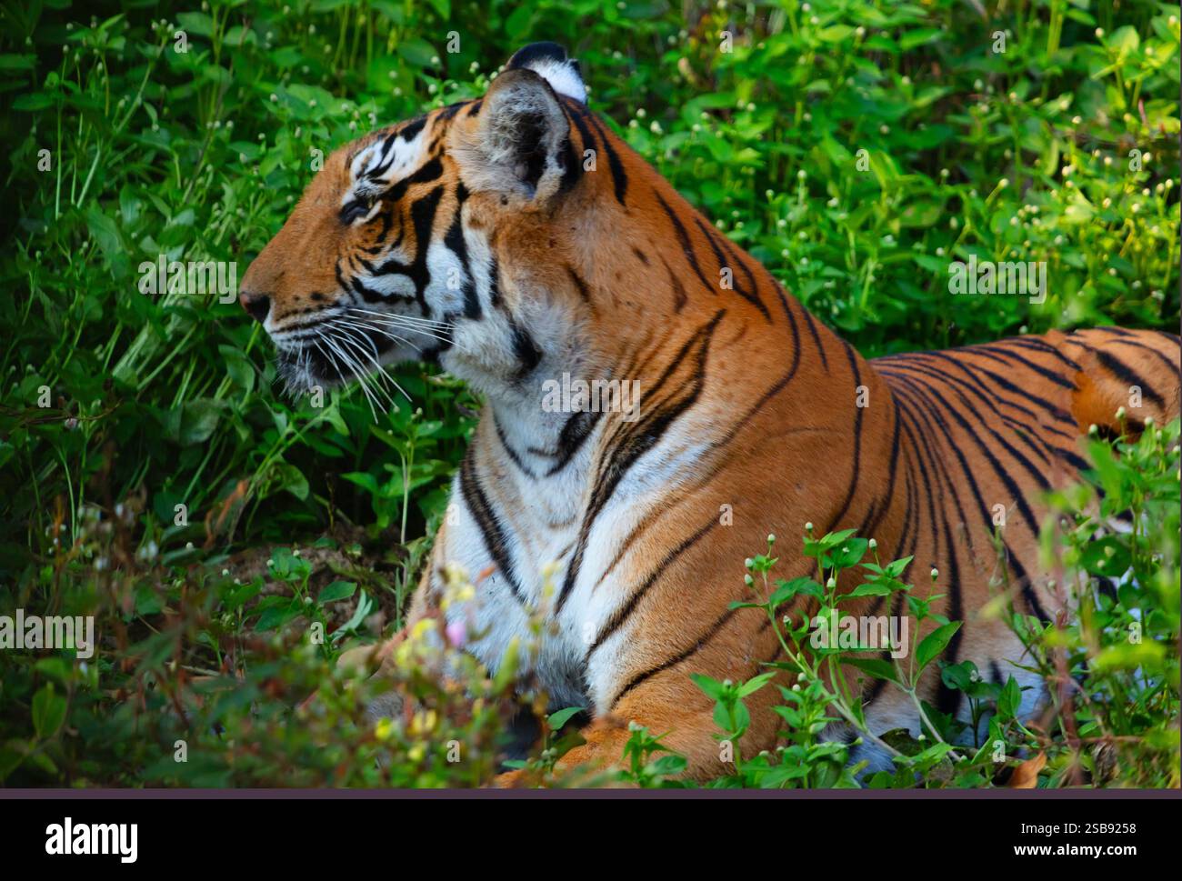 A three year old female Bengal Tiger (Panthera tigris tigris) in ...
