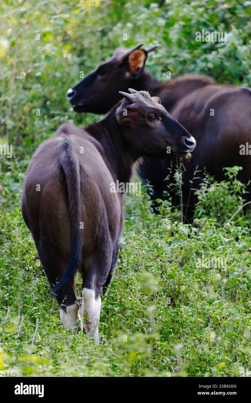 Female Gaur (Bos gaurus) found in Bandipur National Park in Karnataka ...