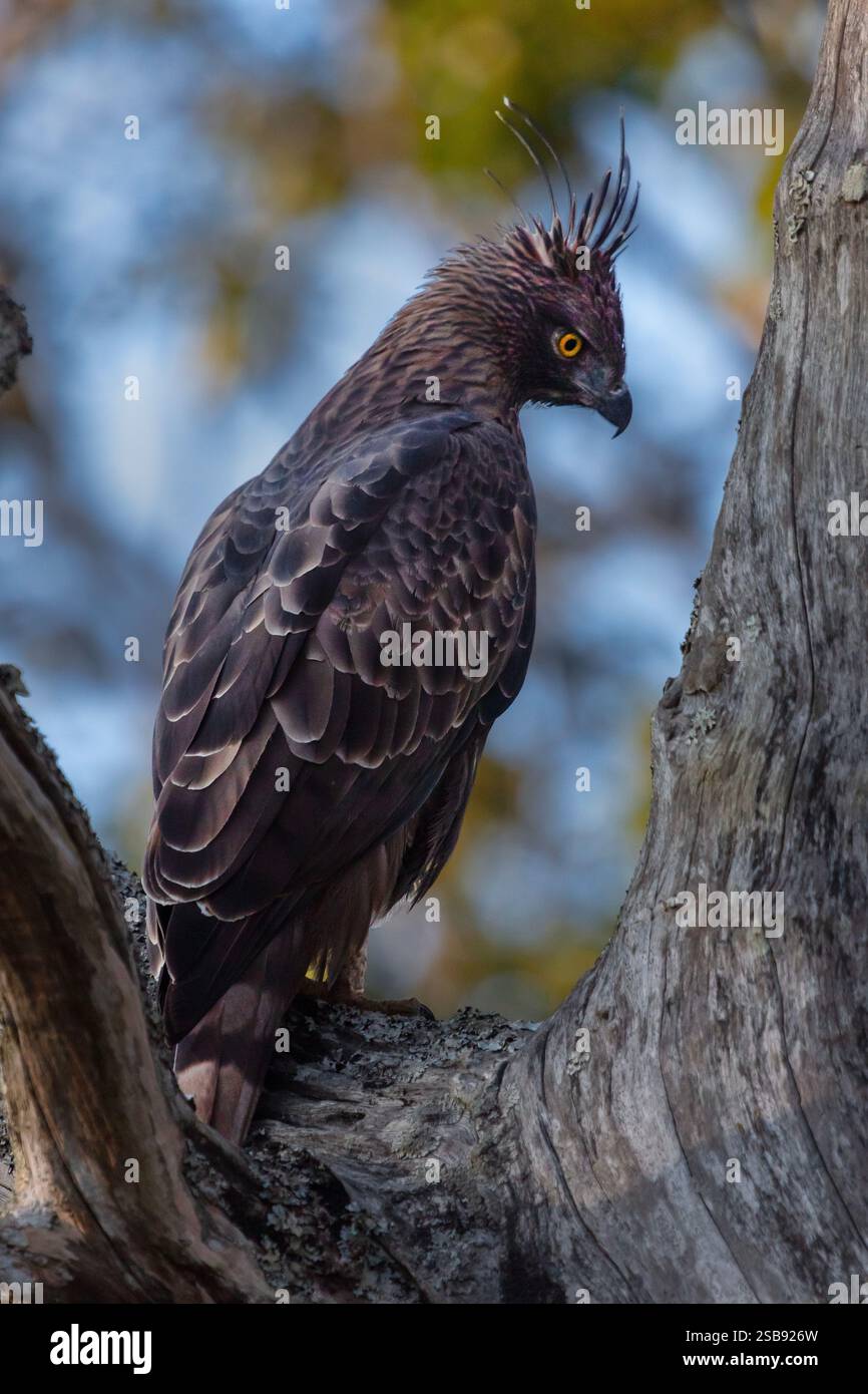 A Crested Hawk Eagle (Nisaetus cirrhatus) in Bandipur National Park in ...