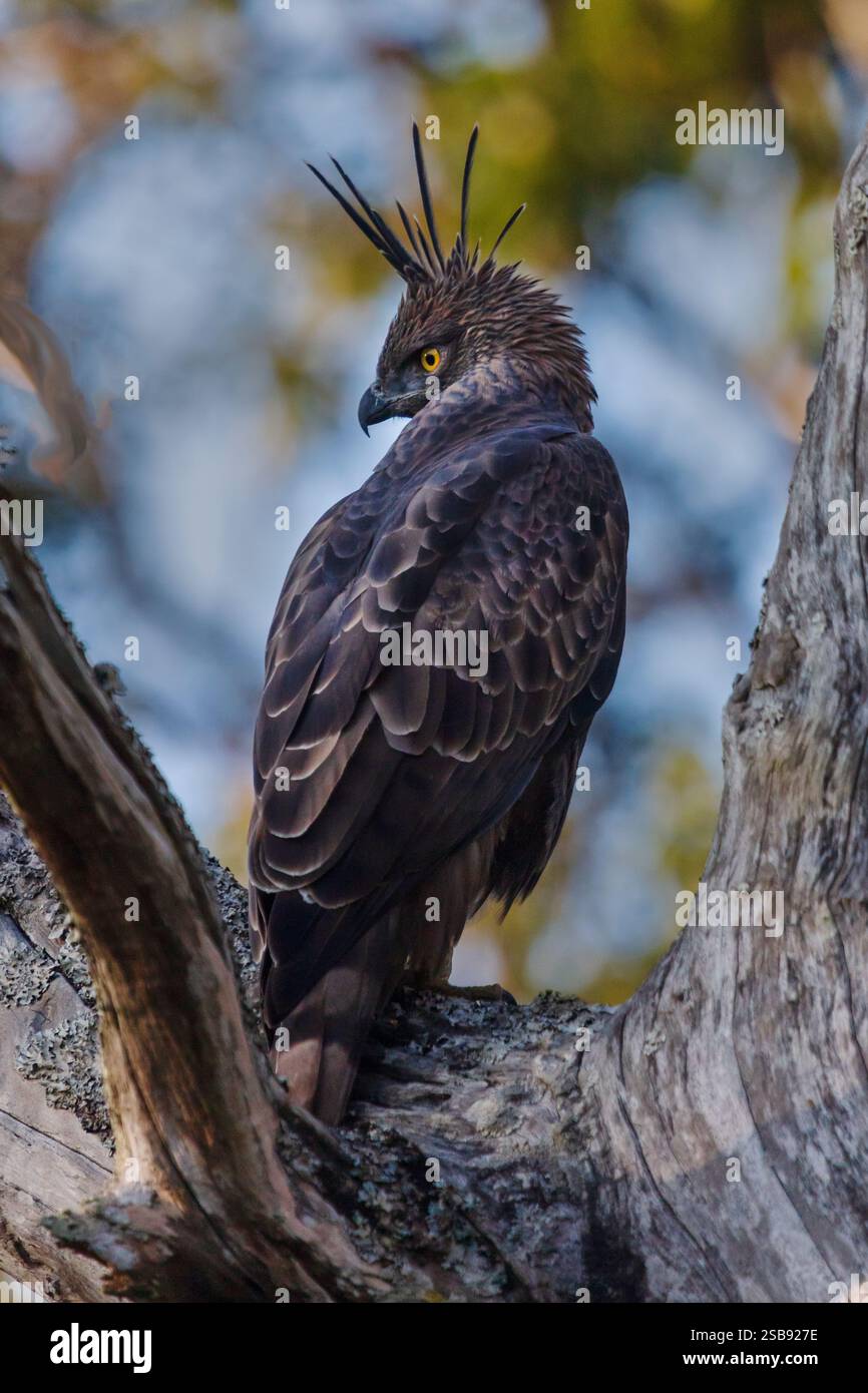 A Crested Hawk Eagle (Nisaetus cirrhatus) in Bandipur National Park in ...