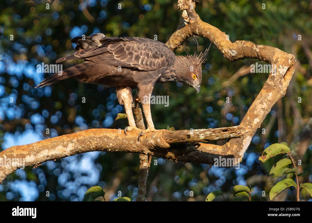 A Crested Hawk Eagle (Nisaetus cirrhatus) in Bandipur National Park in Karnataka State, part of ...