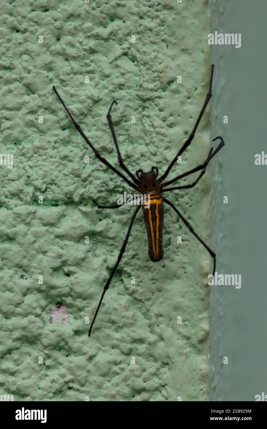 A large spider in Bandipur National Park in the Chamarajnagar district ...