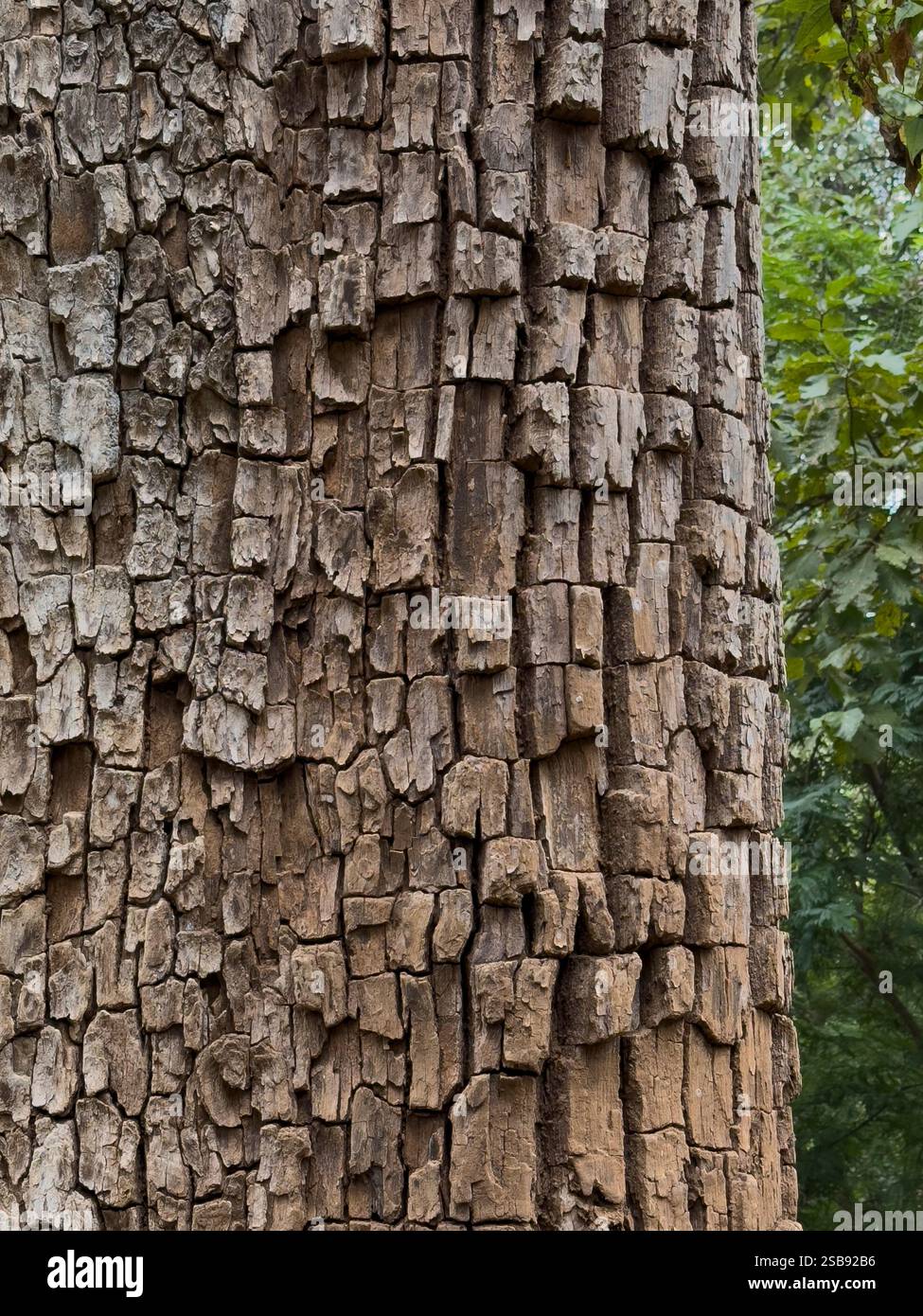 Special tree bark in Bandipur National Park in the Chamarajnagar ...