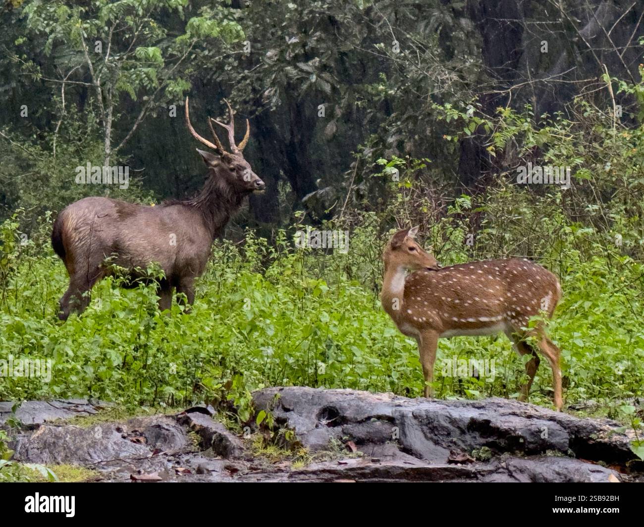 A Sambar deer (Rusa unicolor) and Chital Spotted Deer (Axis axis) are ...