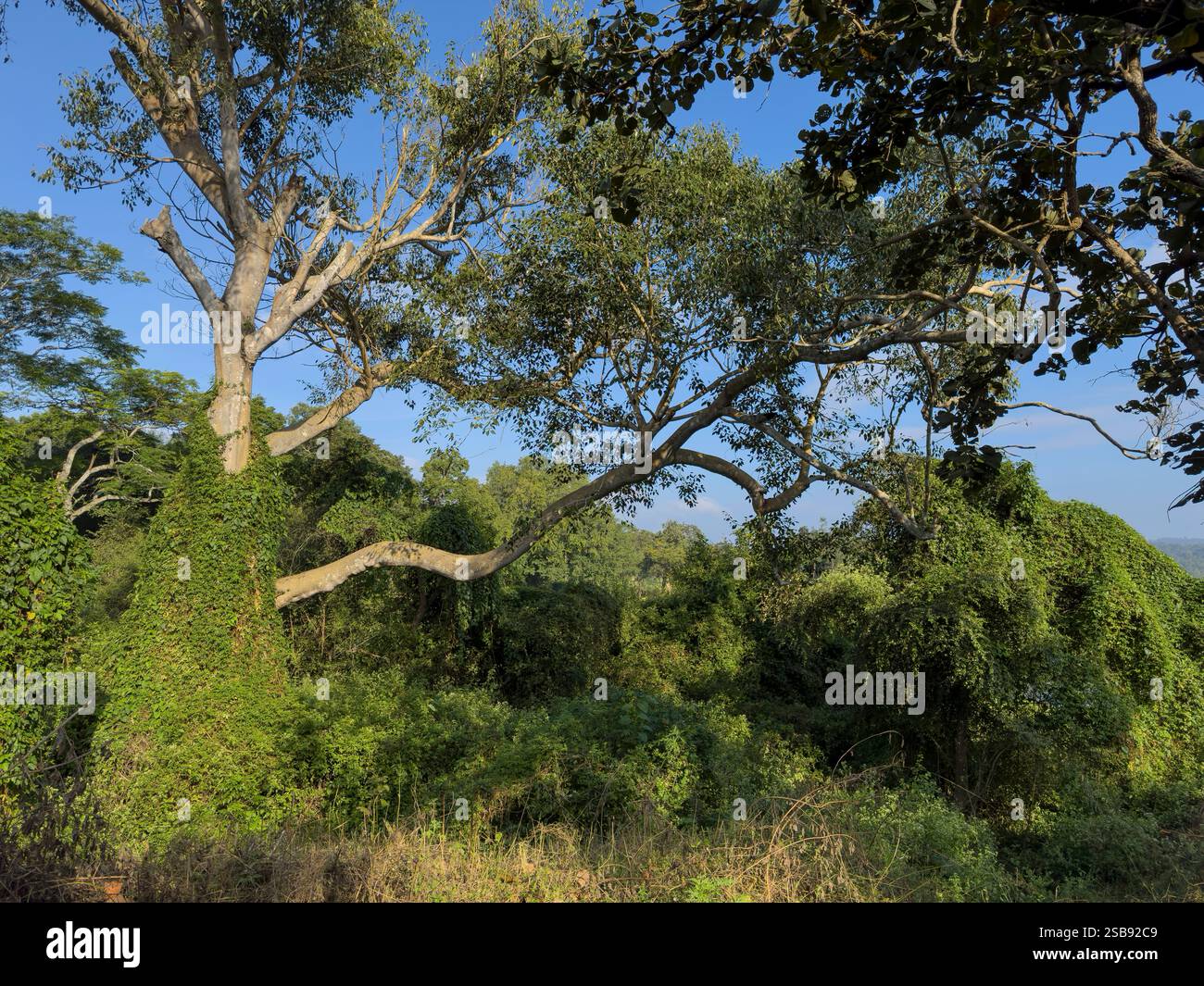 Diciduous broadleaf forest hi-res stock photography and images - Alamy