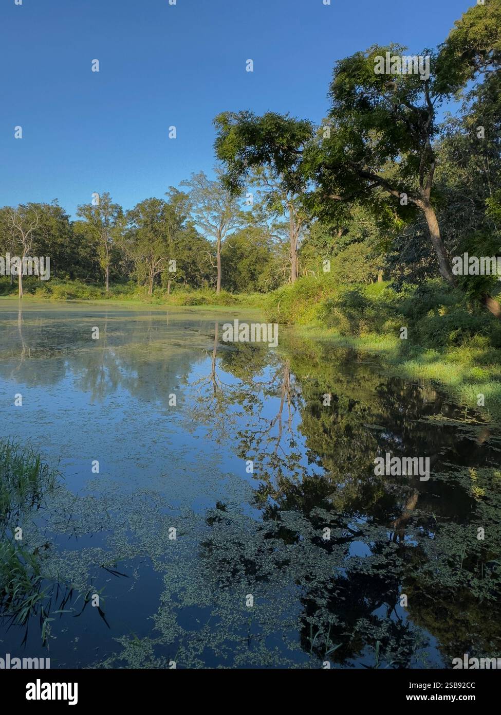 Small lake and diciduous forest in Bandipur National Park in the ...