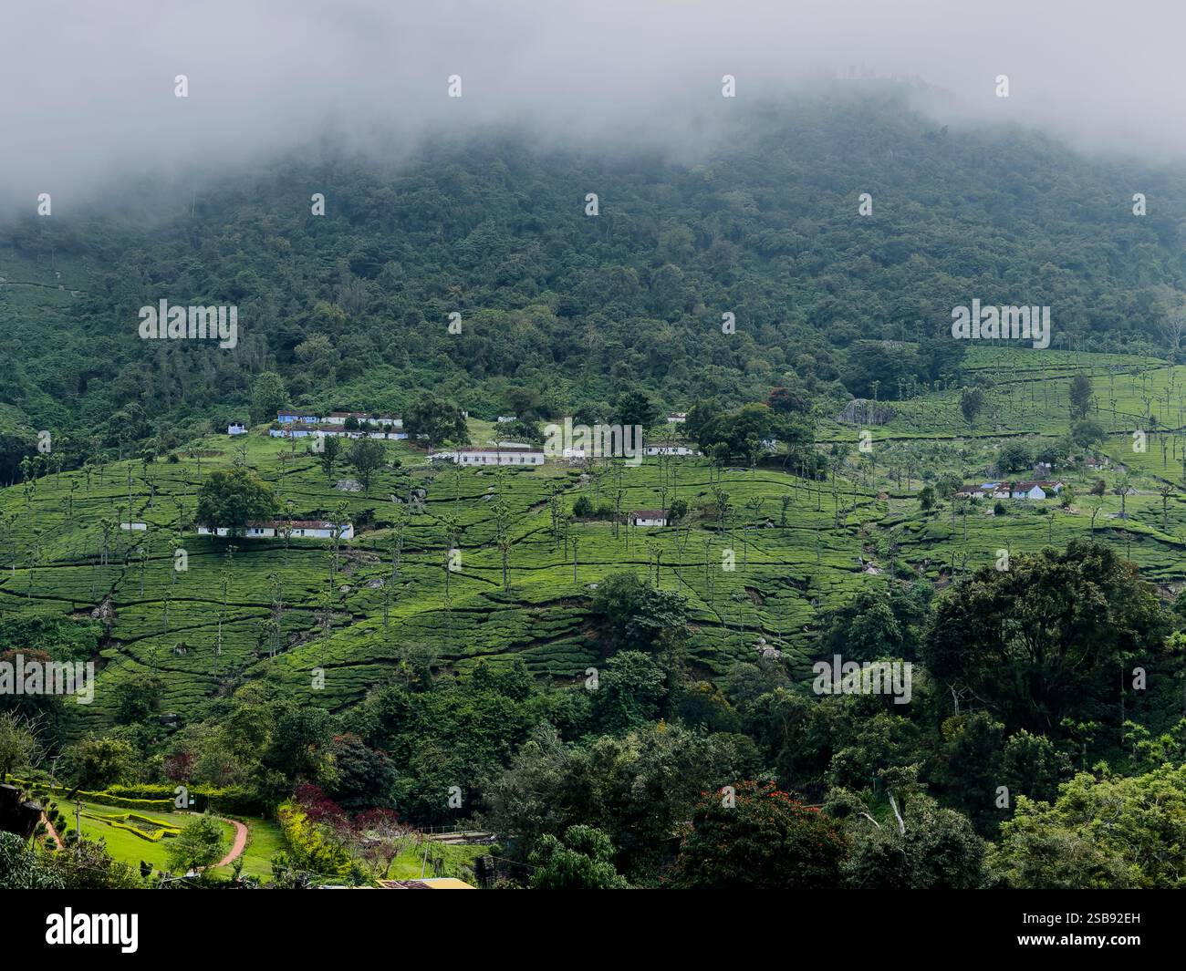 Tea plantation oustide of Ooty in the state of Tamil Nadu - India Stock ...