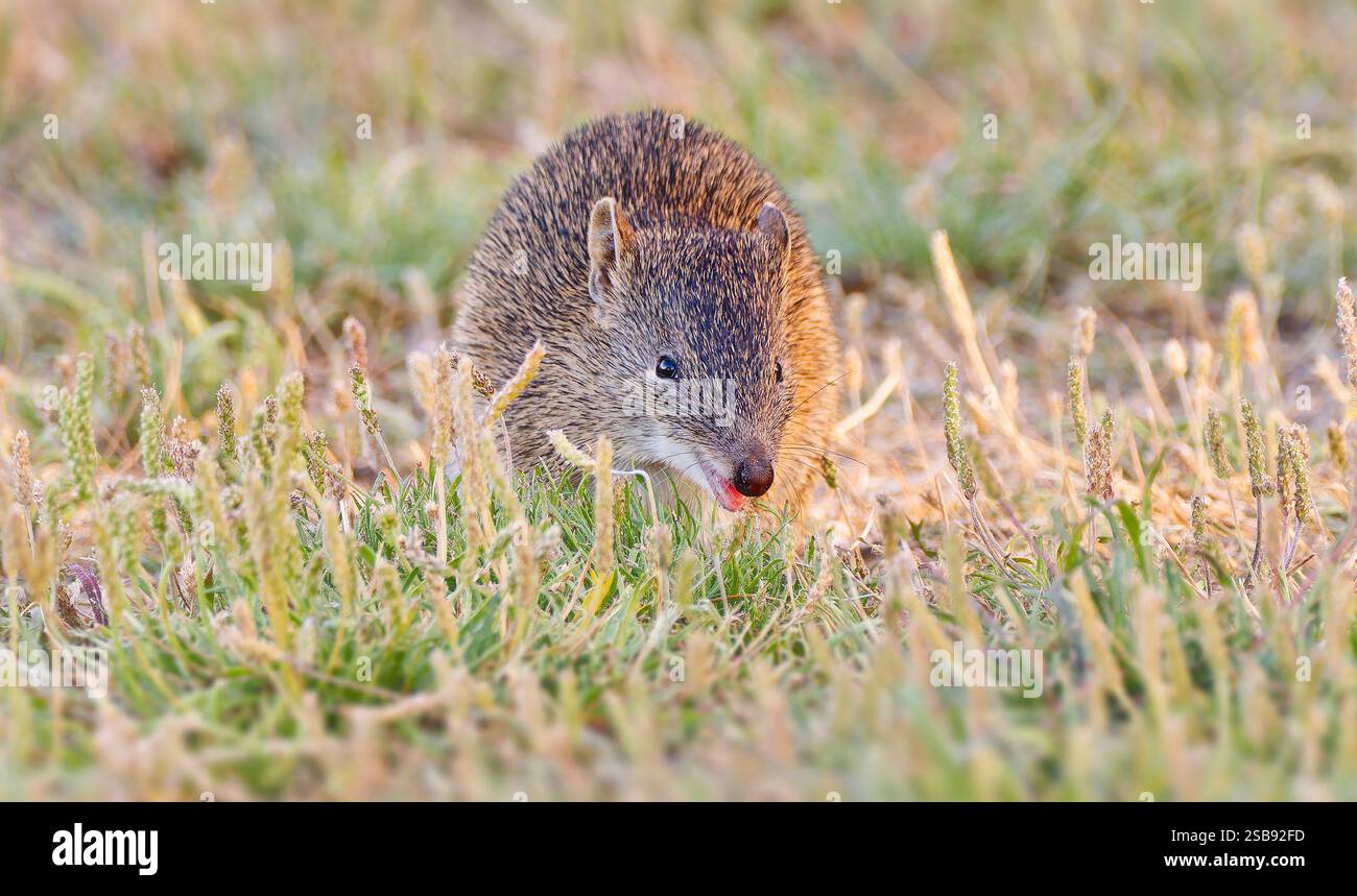 Single animal mammal marsupial Southern Brown Bandicoot (Isoodon ...