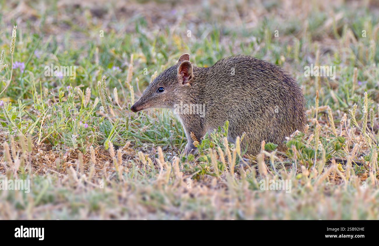 Single animal mammal marsupial Southern Brown Bandicoot (Isoodon ...