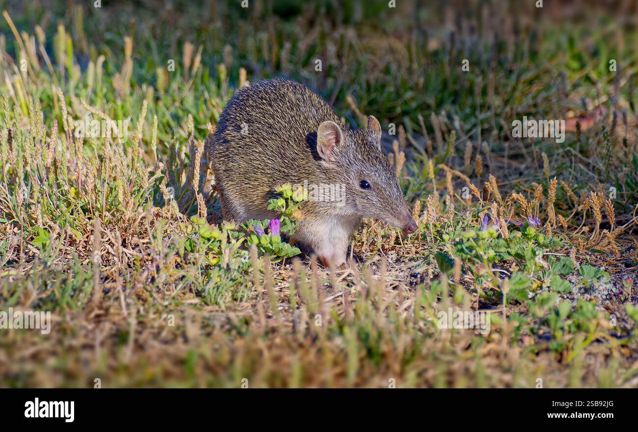 Single animal mammal marsupial Southern Brown Bandicoot (Isoodon ...