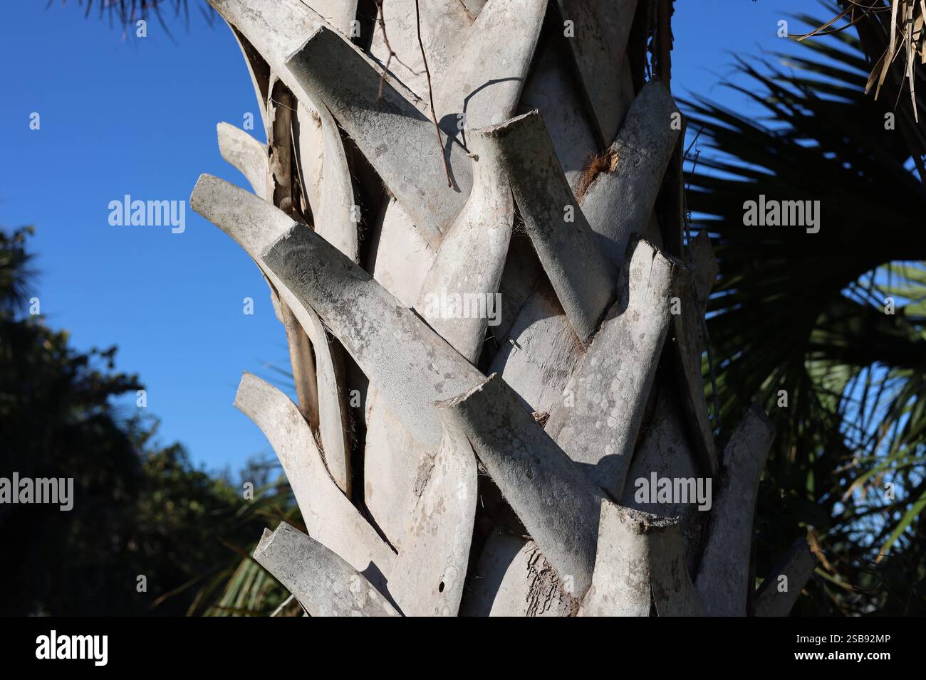 Sabal palmetto palm tree trunk with old leaf bases growing in ...