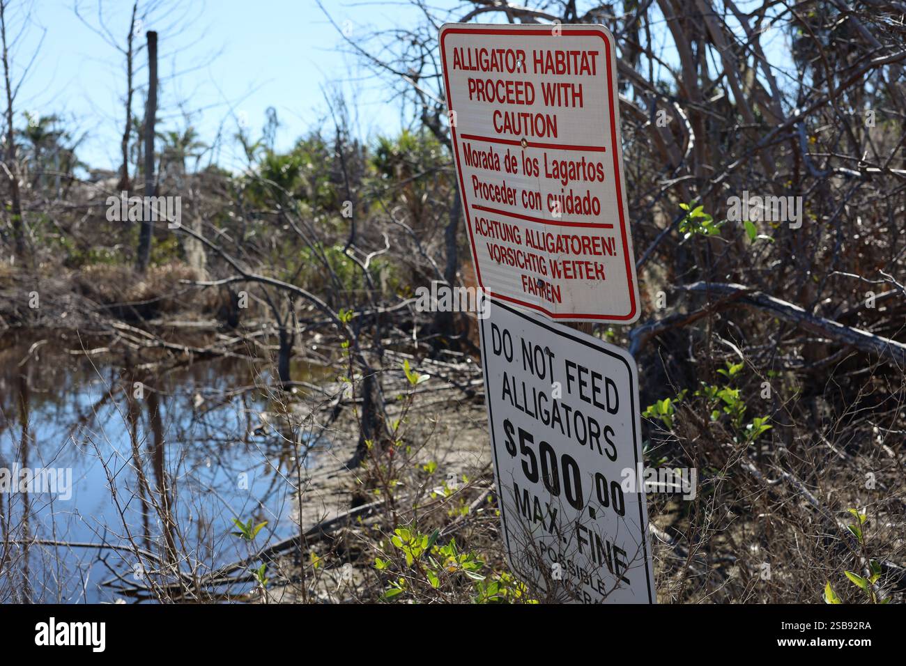 Alligator warning signs posted by tropical swamp Stock Photo - Alamy