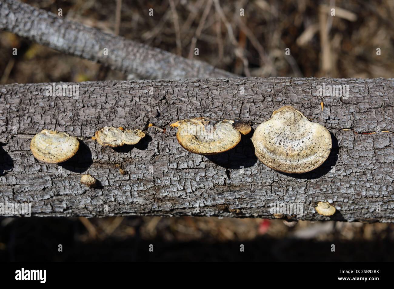 Shelf fungi growing in a row on a log Stock Photo - Alamy