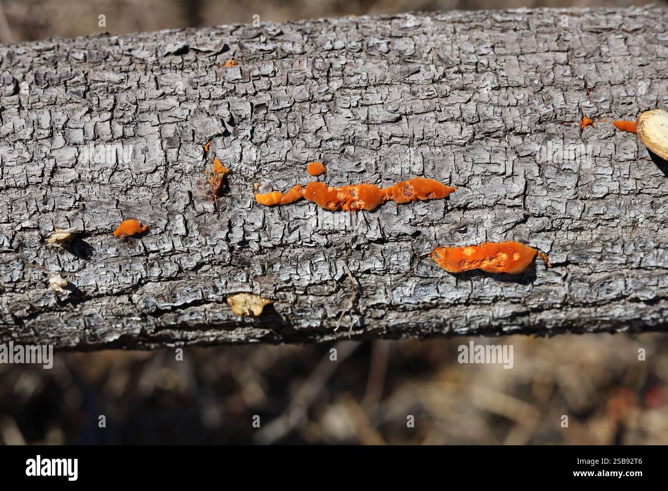 Red fungus growing on fallen tree log Stock Photo - Alamy
