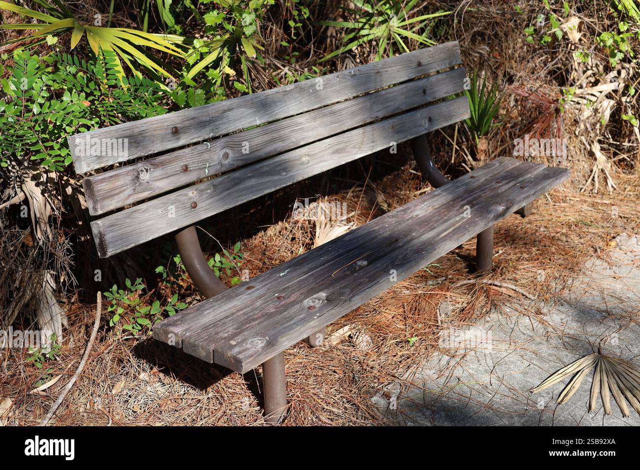 Wooden park bench along pedestrian walkway with tropical plants Stock ...