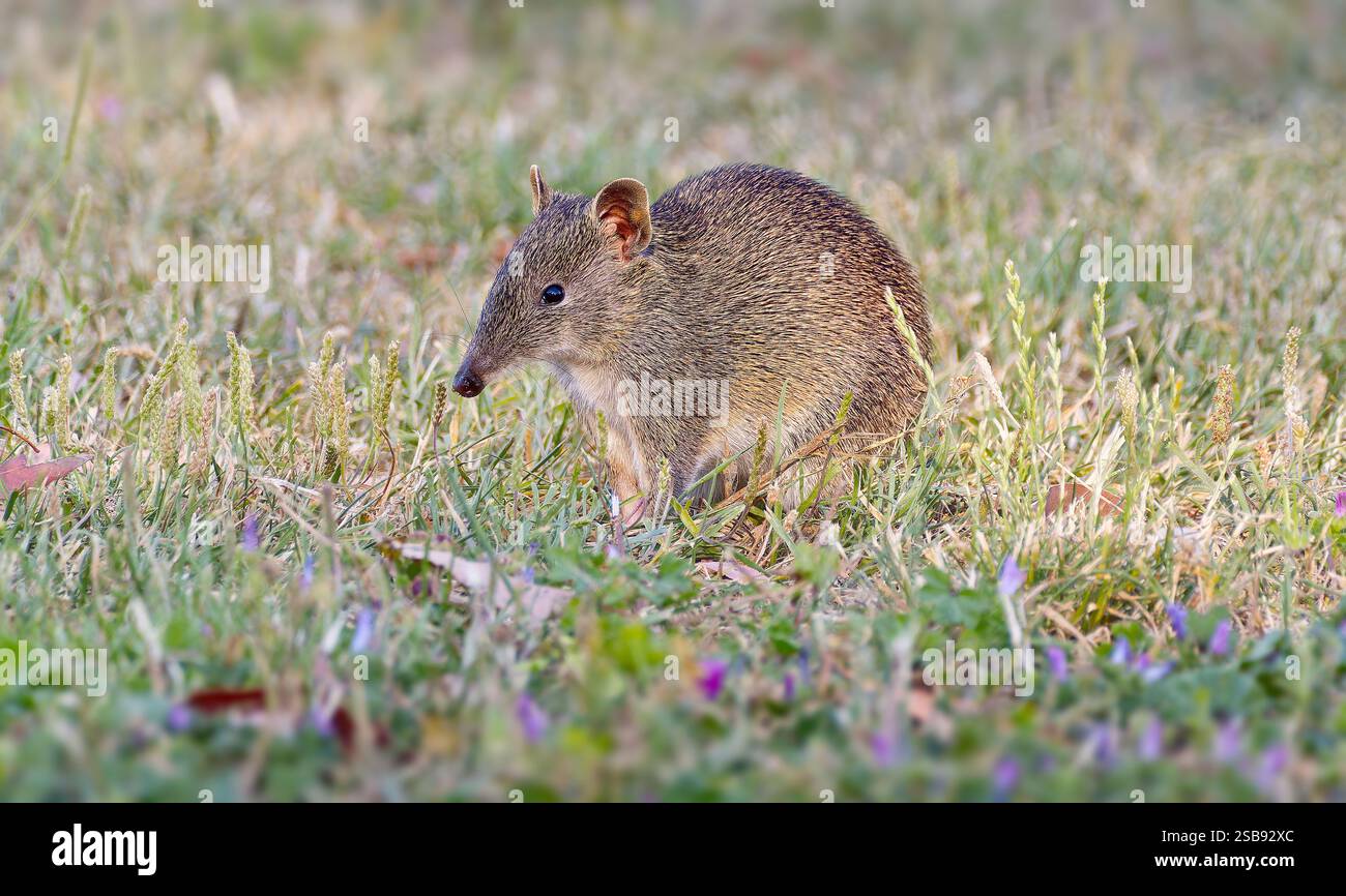 Single animal mammal marsupial Southern Brown Bandicoot (Isoodon ...