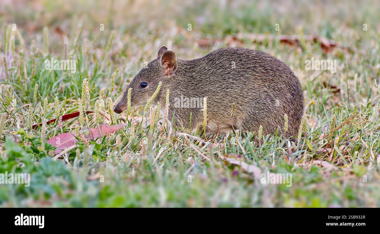 Single animal mammal marsupial Southern Brown Bandicoot (Isoodon ...