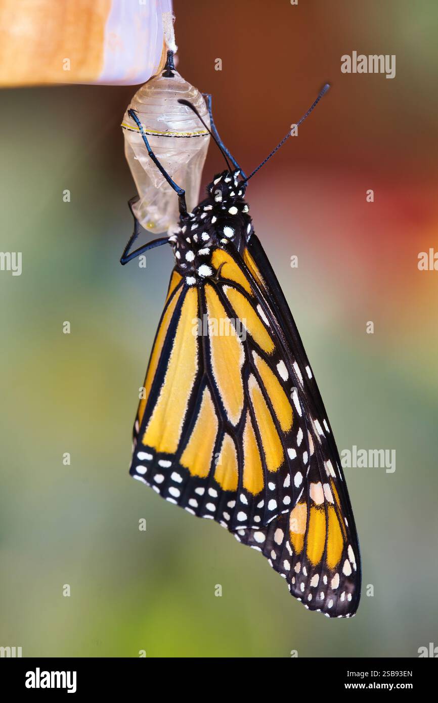 Monarch butterfly hanging on to it's chrysalis Stock Photo - Alamy